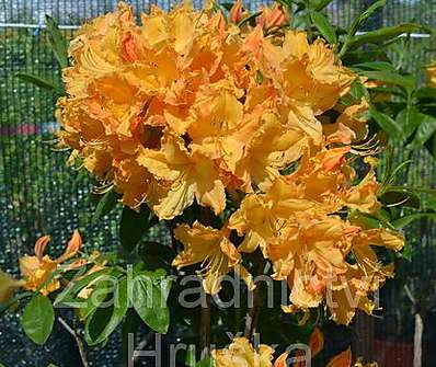 Azalea knaphill 'Gold Topas' | zahradnictví Hruška