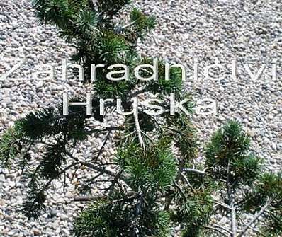 douglaska - Pseudotsuga mertensiana 'Compacta Viridis' | zahradnictví ...