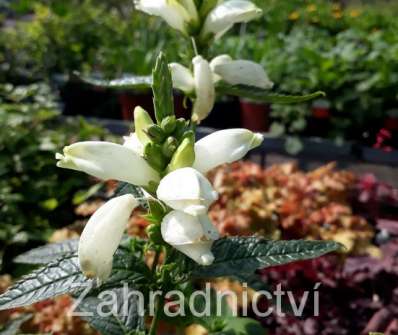 Chelone obliqua Alba | zahradnictví Hruška