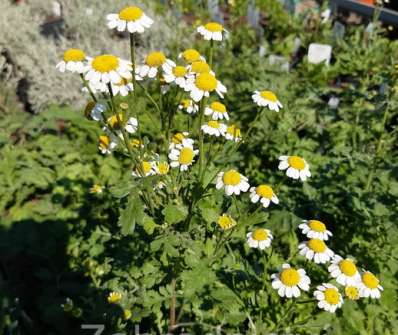 Tanacetum parthenium | zahradnictví Hruška