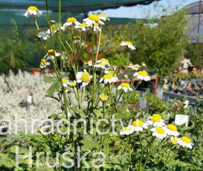 Tanacetum parthenium | zahradnictví Hruška