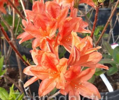 Azalea knaphill 'Aurore' | zahradnictví Hruška