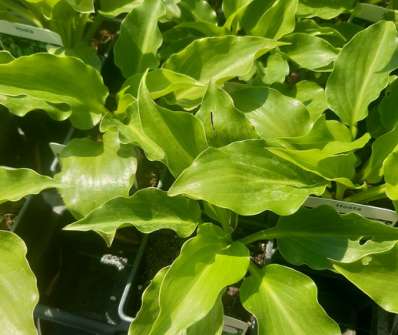 bohyška - Hosta 'Invincible' | zahradnictví Hruška